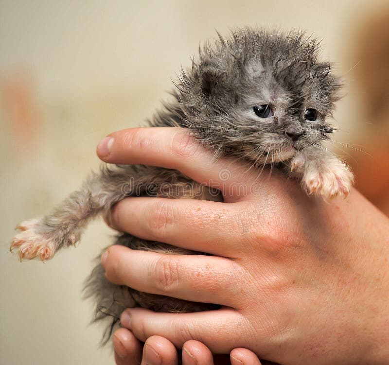 Small Gray Fluffy Newborn Kitten Stock Photo - Image of love, nature ...