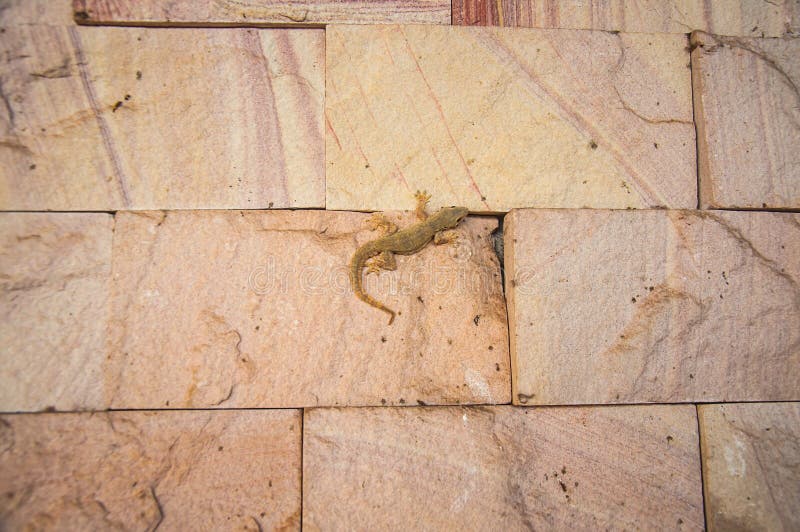 Small Gray Gecko Lizard stock image. Image of curious - 48206827