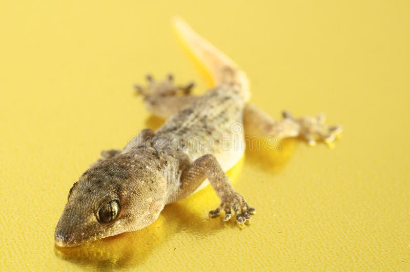 Gray Gecko Lizard stock photo. Image of exotic, curious - 34561374