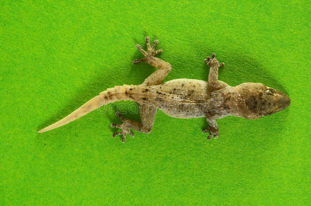 Gray Gecko Lizard stock image. Image of hemidactylus - 143852539