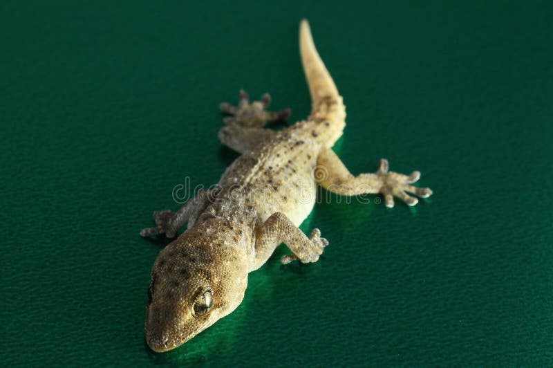 Gray Gecko Lizard stock photo. Image of exotic, curious - 34561374