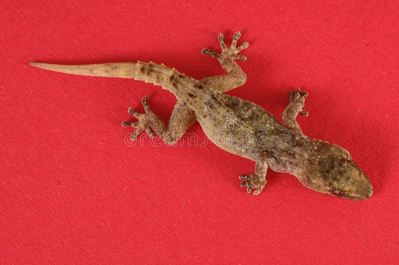 Gray Gecko Lizard stock photo. Image of exotic, curious - 34561374