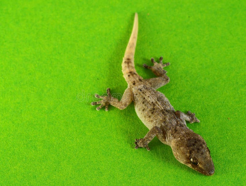 Gray Gecko Lizard stock image. Image of curious, leaf - 243565147