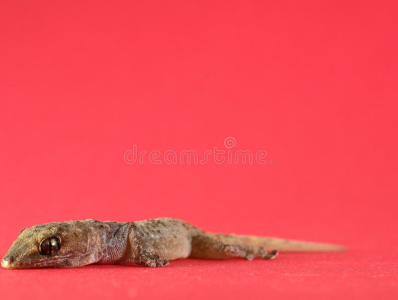 Gray Gecko Lizard stock image. Image of exotic, skin - 245118533
