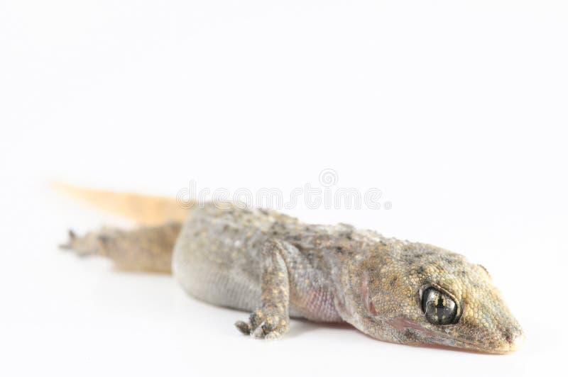 Gecko Lizard stock image. Image of looking, view, fauna - 230146759