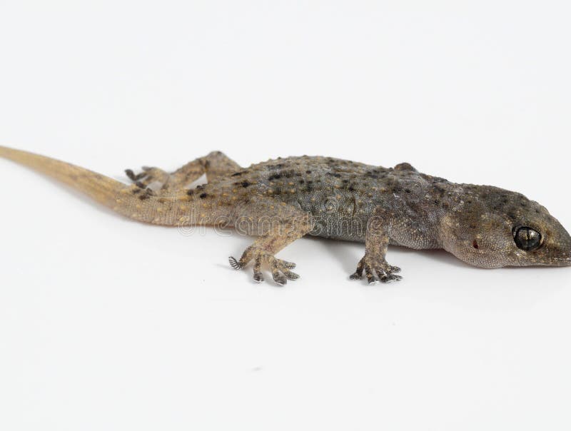 Gecko Lizard stock image. Image of lizard, close, hemidactylus - 245319721