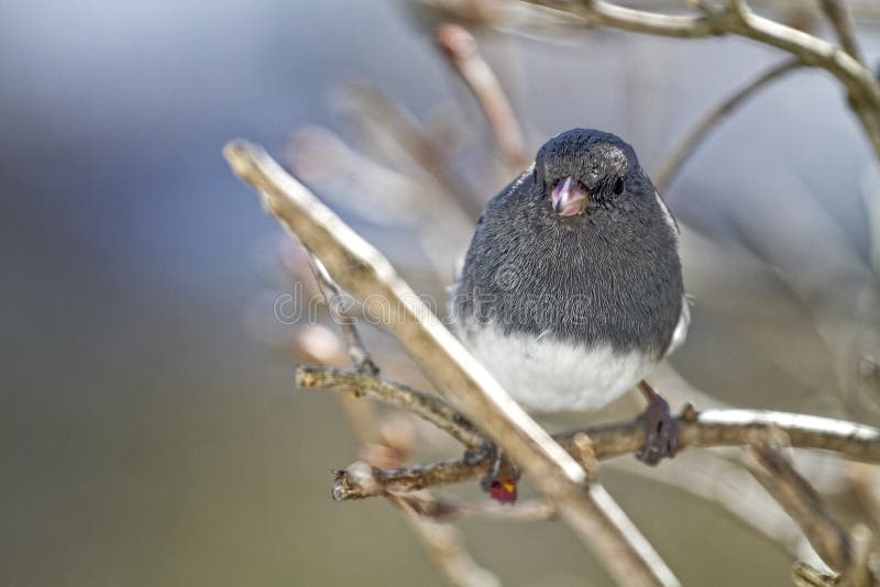 Small Gray Junco Bird - Misty Morning Stock Image - Image of morning ...