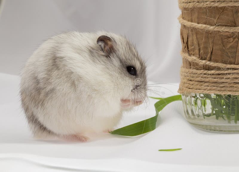 669 Jungar Stock Photos - Free & Royalty-Free Stock Photos from Dreamstime