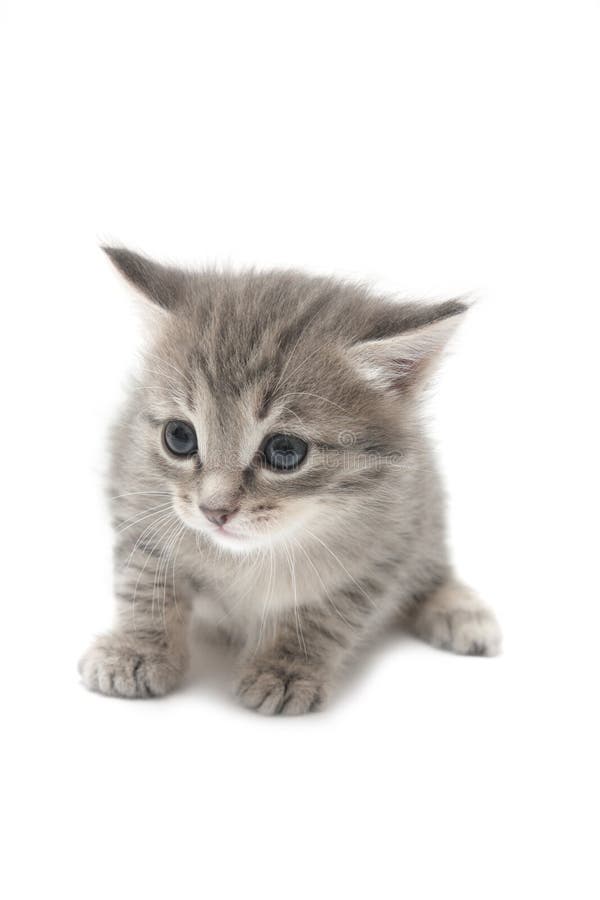 Gray Kitty Picture. Image: 97155