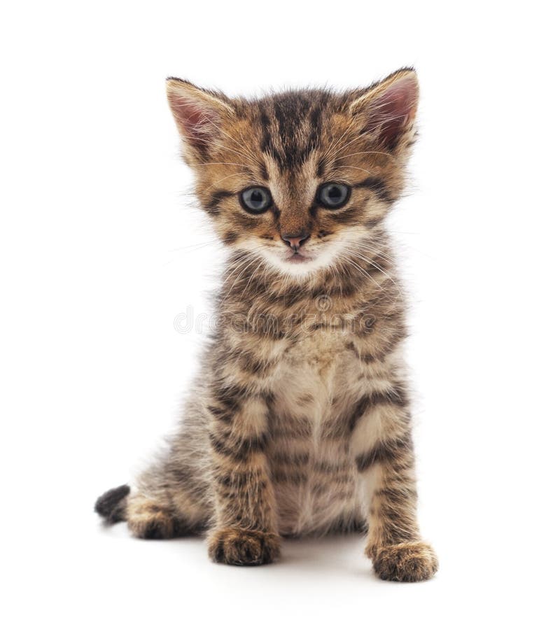 Small gray kitten stock image. Image of cute, cutie - 144199521