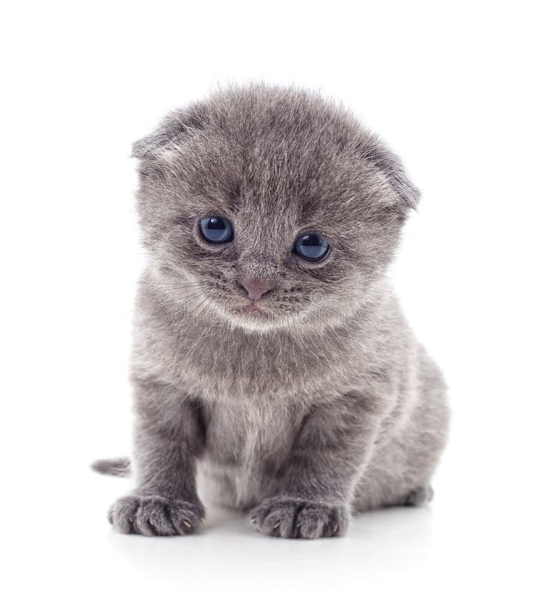 Small gray kitten stock photo. Image of small, little - 159473778