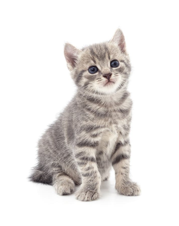 Small Gray Kitten Walking in the Yard Near the House Stock Photo ...