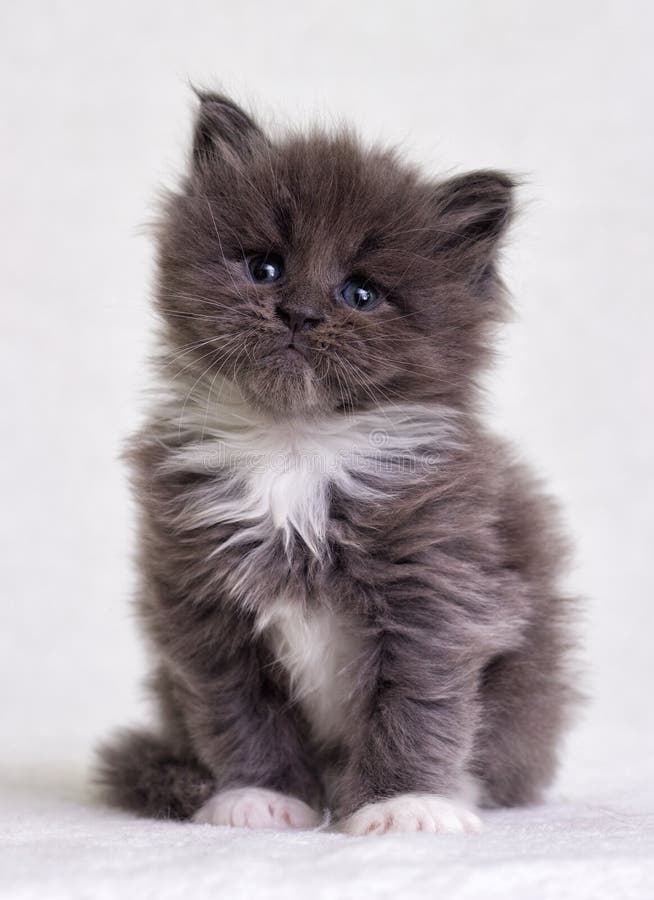Small Gray Kitten Maine Coon Stock Photo - Image of mammal, gray: 106385570