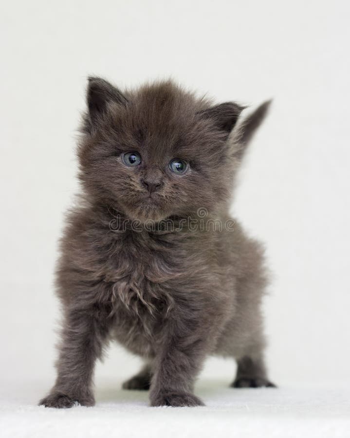 Small Gray Kitten Maine Coon Stock Photo - Image of mammal, gray: 106385570