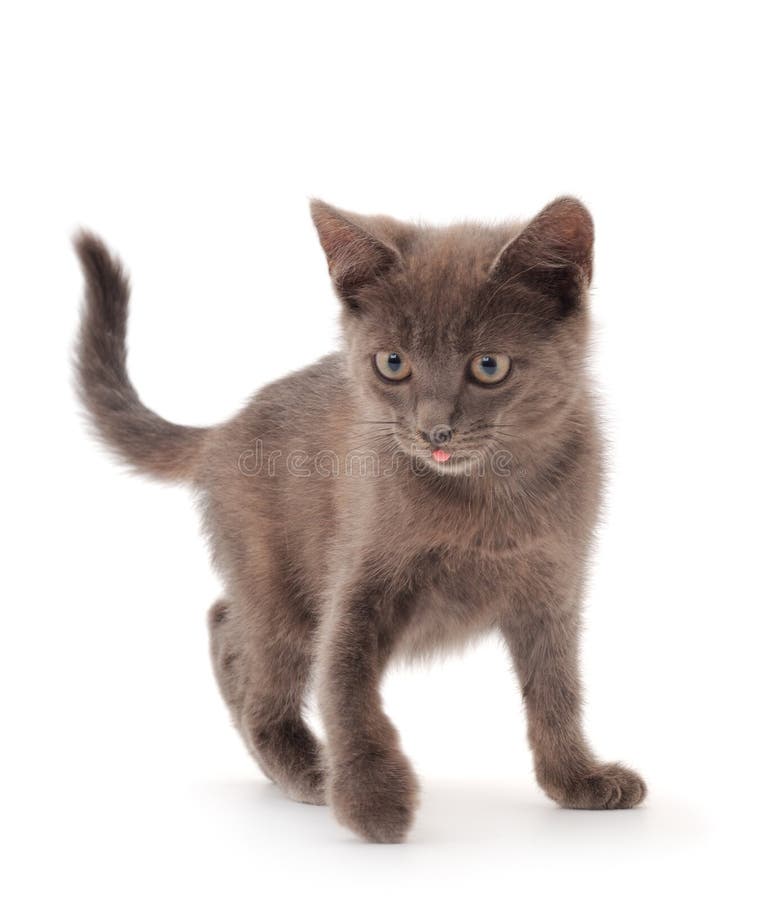 Small Gray Kitten Walking in the Yard Near the House Stock Photo ...