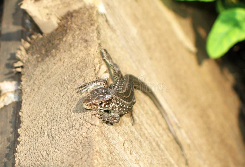 A small gray lizard. stock photo. Image of scales, wild - 21078918