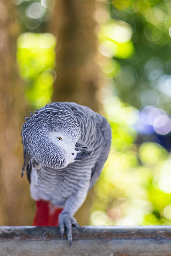Small Gray Parrot Sits on a Branch and Scratches Its Head on a Blurred ...
