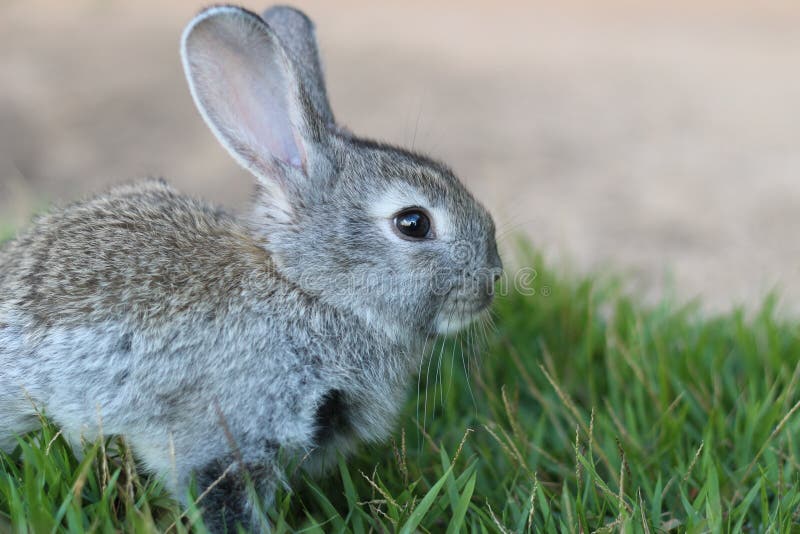 Small gray rabbit stock photo. Image of small, puppy - 49149776