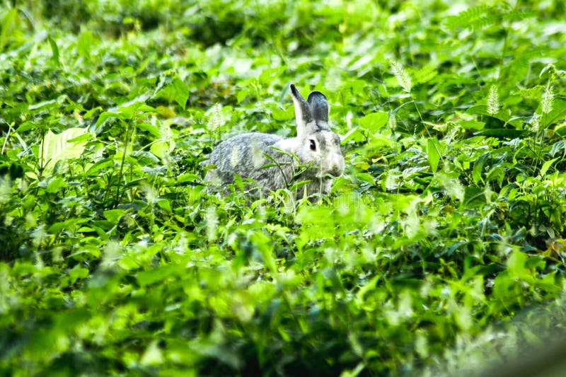 Small Gray Rabbit Nesting in the Grass, Rabbit in the Grass Stock Photo ...
