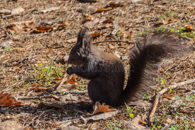 Small Gray Squirrel in Park Stock Photo - Image of nature, rodent ...
