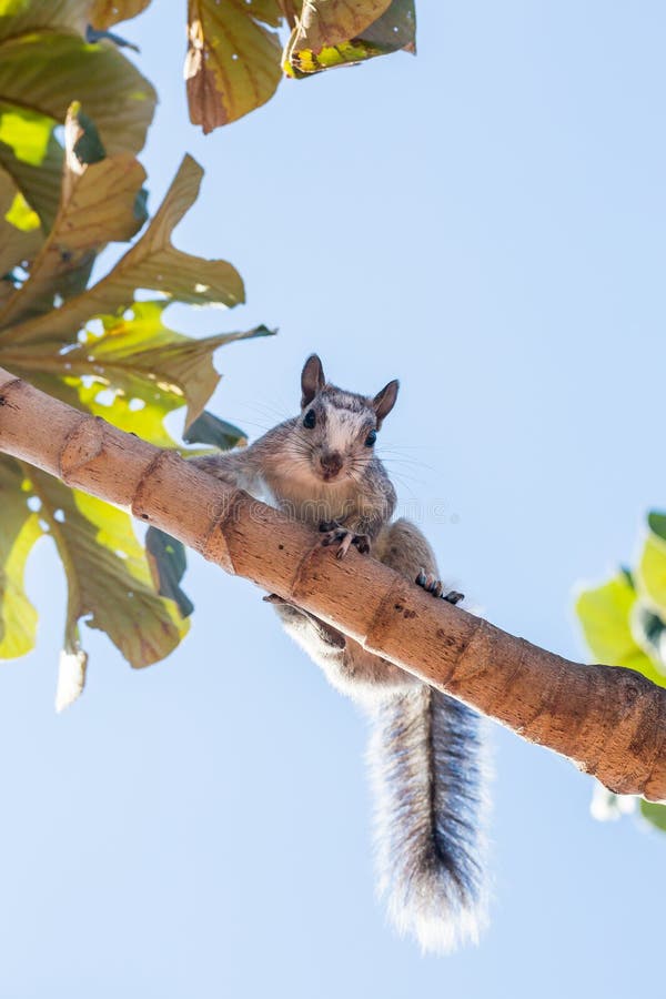A small gray squirrel stock image. Image of garden, leaves - 62950027