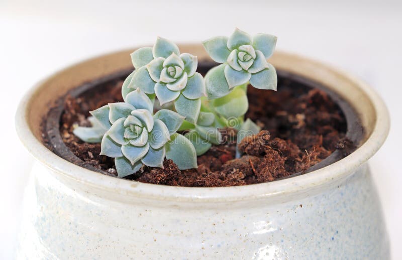 A Small Gray Succulent Plant Stock Image - Image of design, plant ...