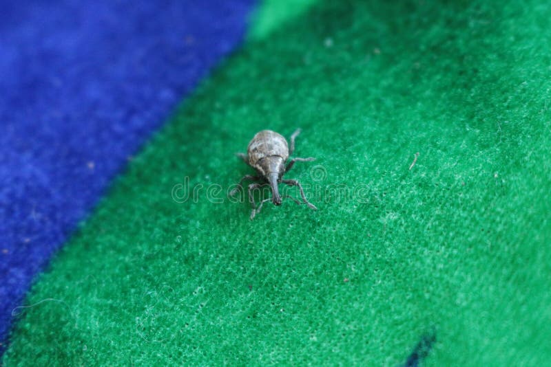 A Small Gray Weevil Bug Sits on a Cloth in a Spring Forest Stock Photo ...