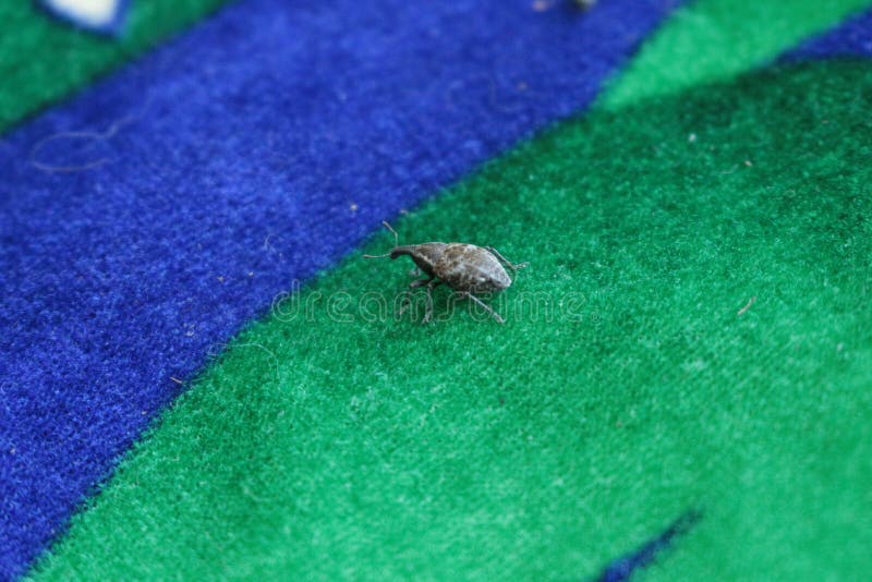 A Small Gray Weevil Bug Sits on a Cloth in a Spring Forest Stock Photo ...