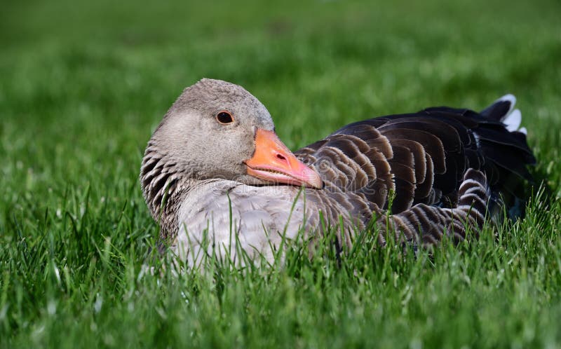 A Small Gray Wild Goose Sits on the Green Grass and Looks Backwards ...
