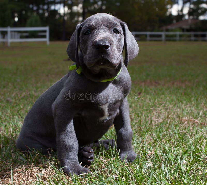Small puppy stock image. Image of blue, mouth, trees - 40737523