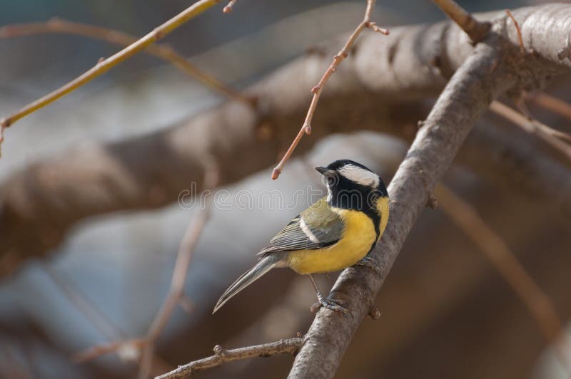 Small Great Tit on a Twig Looking Up Stock Image - Image of ornithology ...