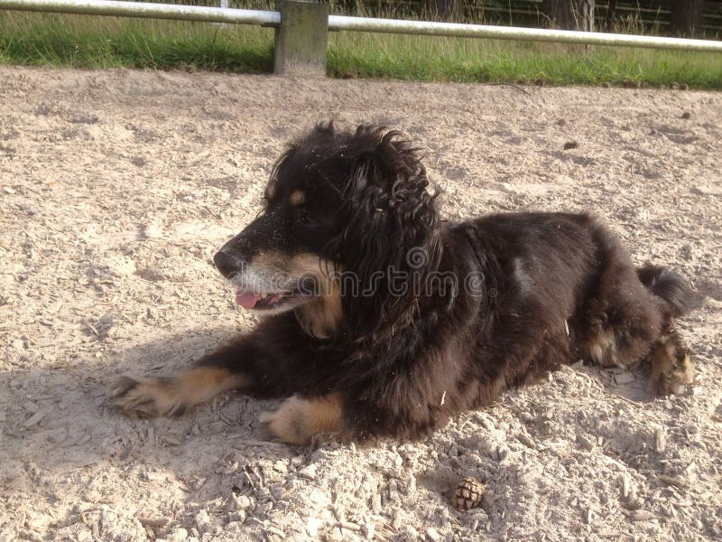 Small Greek Dog Breed Kokoni Relaxing in the Sand Stock Photo - Image ...