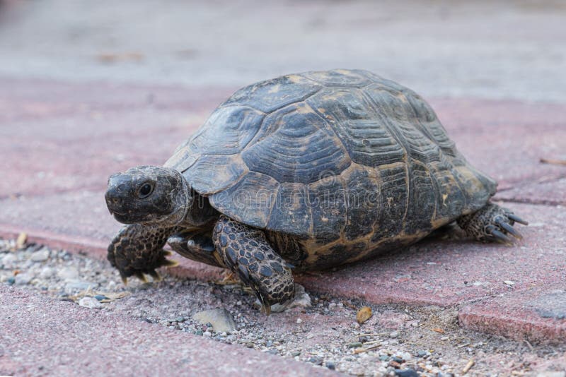 Small Greek Tortoise Crawls on City Tiles Stock Photo - Image of ...
