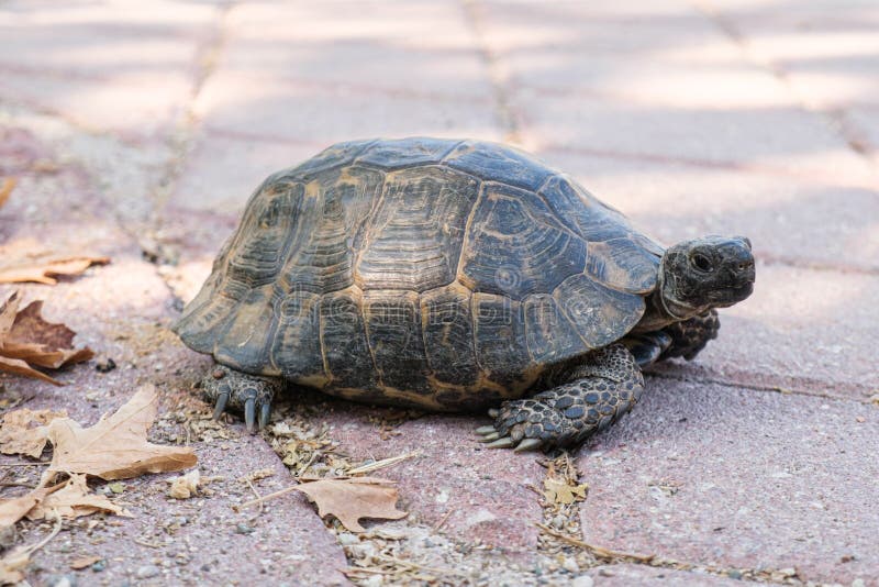 Small Greek Tortoise Crawls on City Tiles Stock Photo - Image of ...