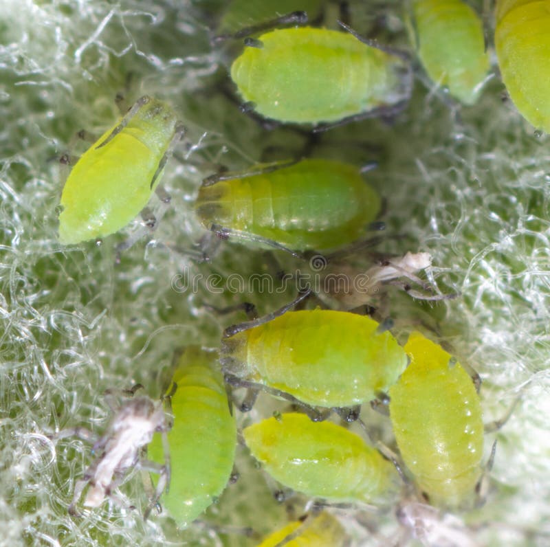 Small Green Aphids on a Tree Leaf. Stock Image - Image of green, aphids ...