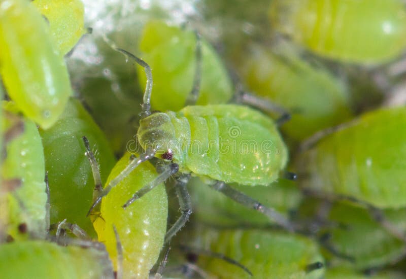 Small Green Aphids on a Tree Leaf. Stock Image - Image of closeup ...