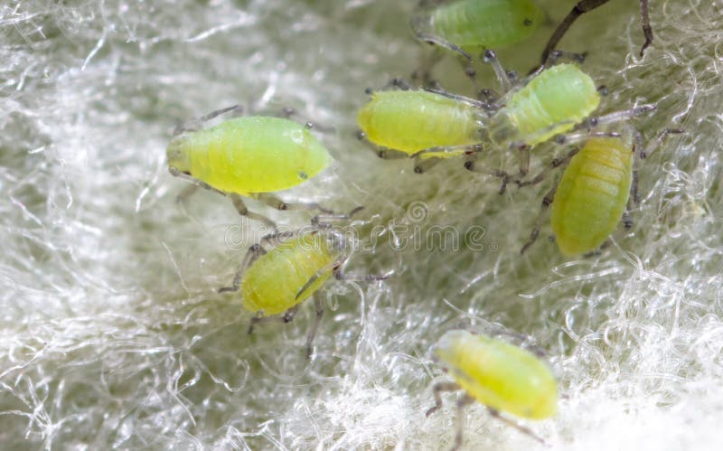 Small Green Aphids on a Tree Leaf. Stock Image - Image of cherry, aphid ...