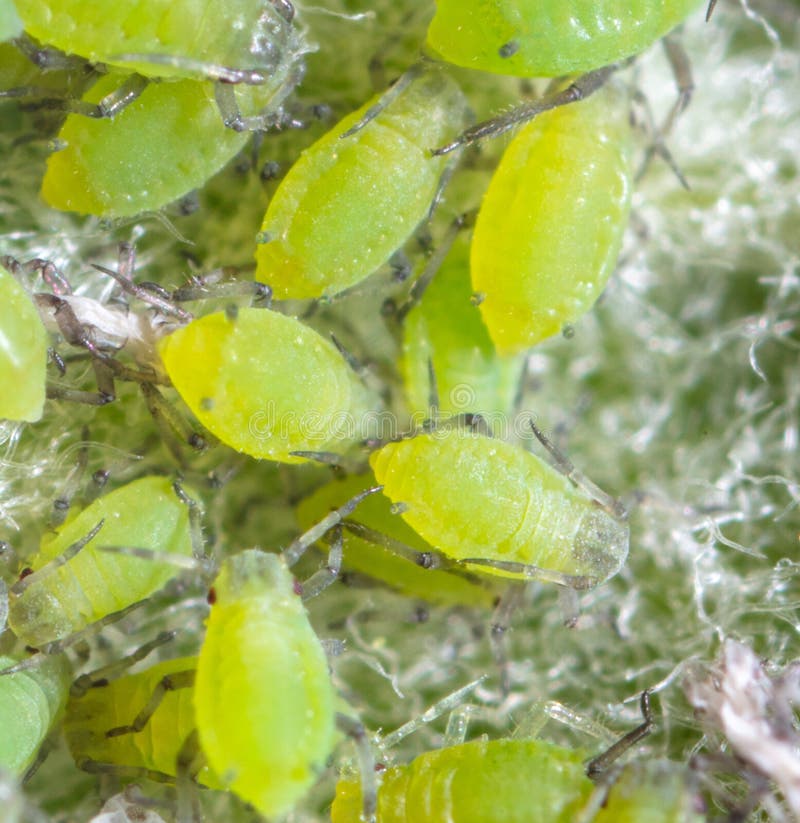 Small Green Aphids on a Tree Leaf. Stock Photo - Image of nature, pest ...