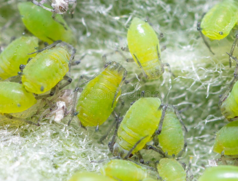 Small Green Aphids on a Tree Leaf. Stock Image - Image of stem, disease ...