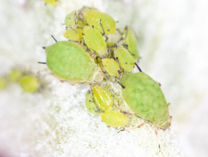 Small Green Aphids on a Tree Leaf. Stock Photo - Image of season, aphid ...
