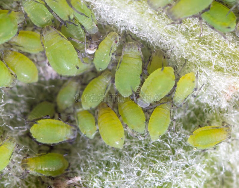 Small Green Aphids on a Tree Leaf. Stock Image - Image of garden, macro ...