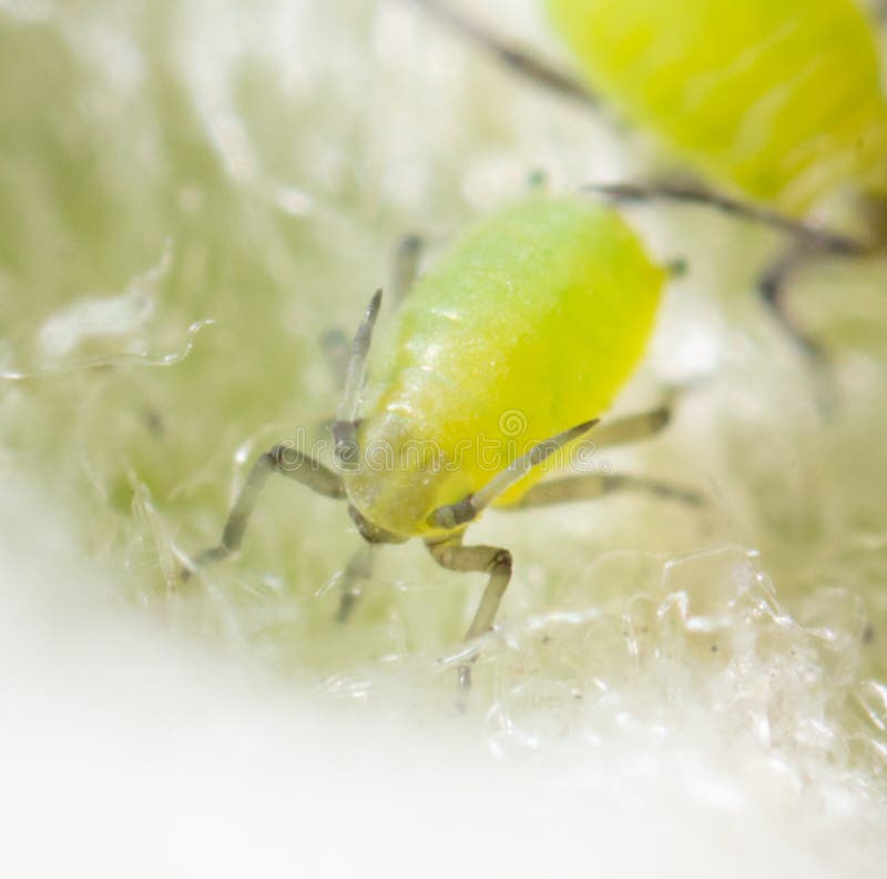 Small Green Aphids on a Tree Leaf. Stock Image - Image of closeup ...