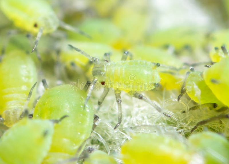 Small Green Aphids on a Tree Leaf. Stock Photo - Image of macro, nature ...