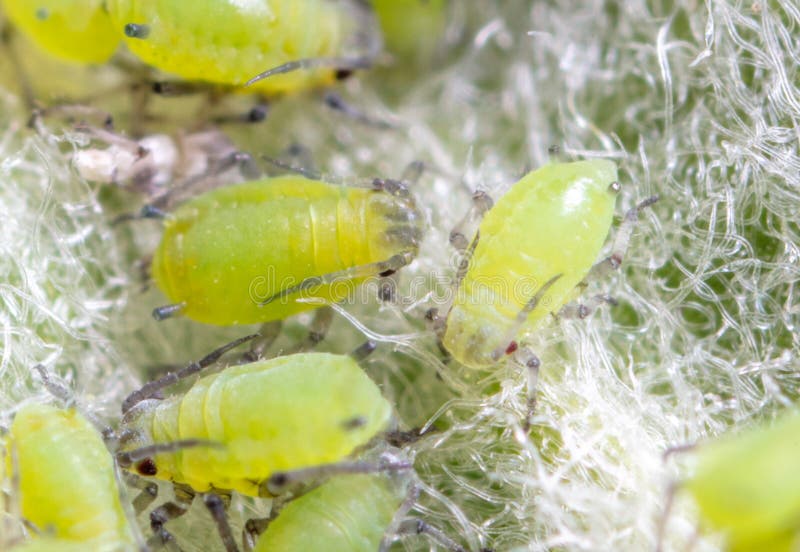 Small Green Aphids on a Tree Leaf. Stock Photo - Image of nature ...