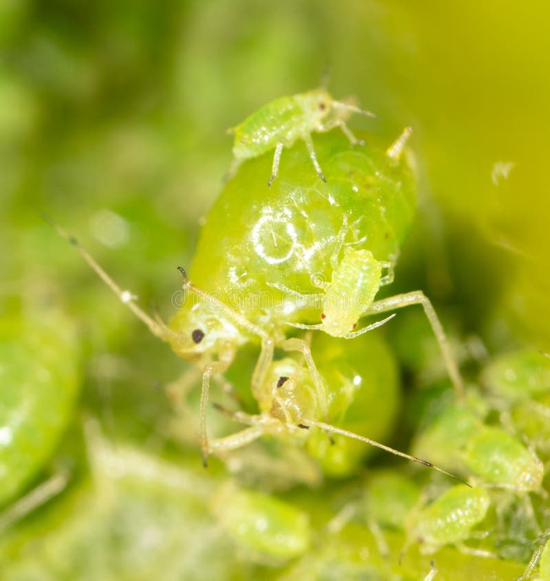 Small Green Aphids on a Tree Leaf. Stock Image - Image of season ...