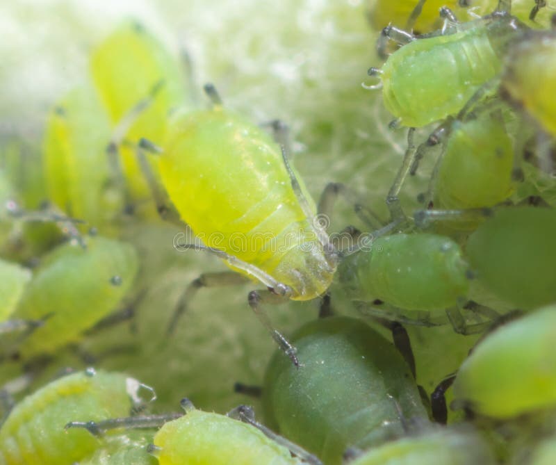 Small Green Aphids on a Tree Leaf. Stock Photo - Image of lice ...