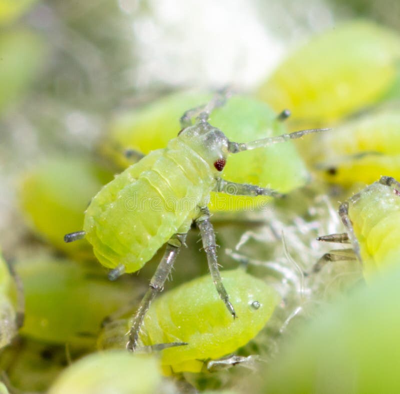 Small Green Aphids on a Tree Leaf. Stock Photo - Image of natural ...