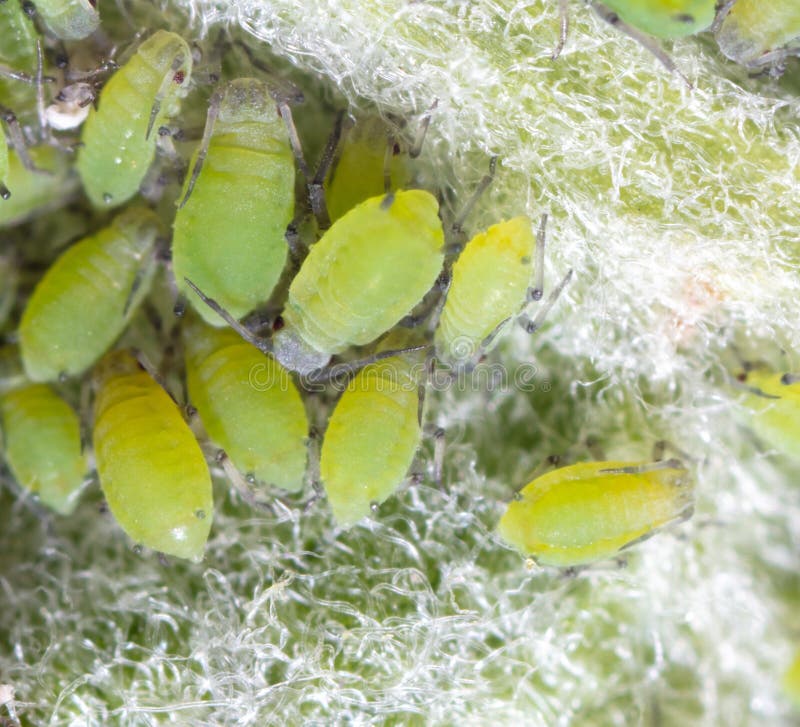 Small Green Aphids on a Tree Leaf. Stock Image - Image of insect, leaf ...