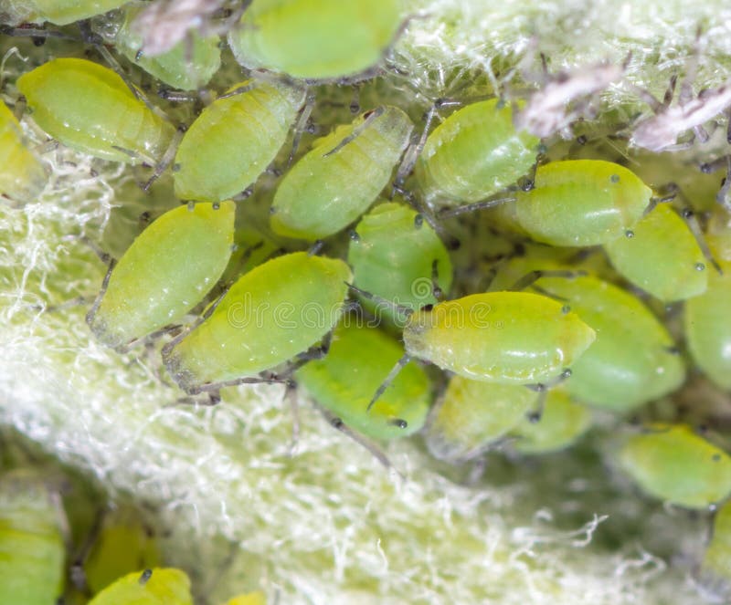 Small Green Aphids on a Tree Leaf. Stock Photo - Image of aphid, black ...