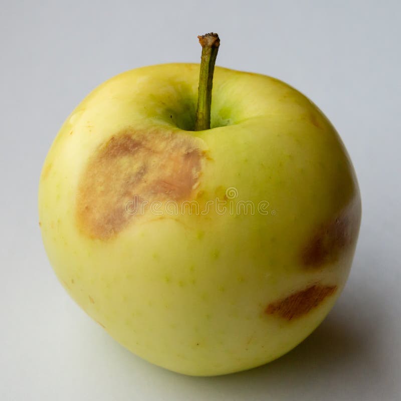 A Small Green Apple with Damage Stock Photo - Image of ripe, healthy ...